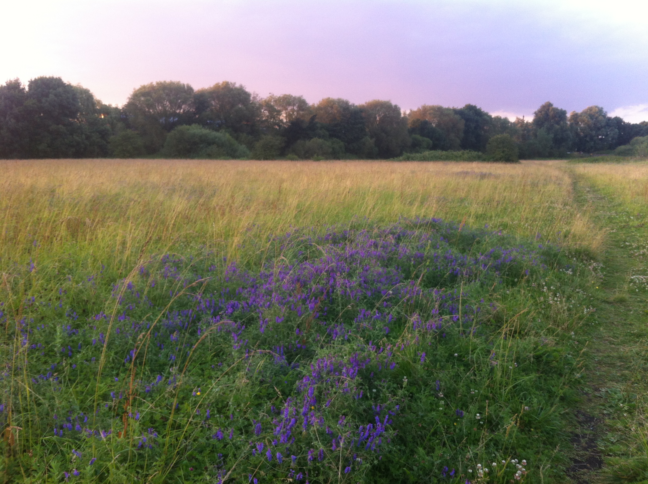 AcademEase – Enhancing Wellness in Higher Education